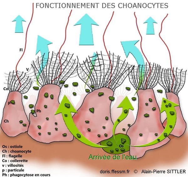 Choanocyte | Glossaire DORIS