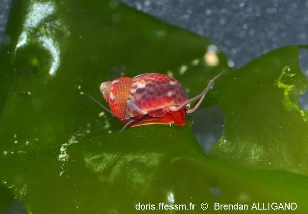 Tricolia pullus | DORIS