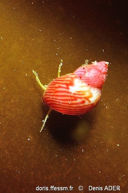 Tricolia pullus | DORIS