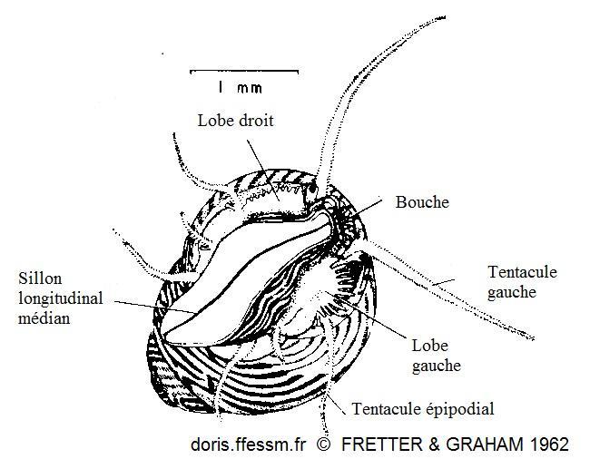 Tricolia pullus | DORIS
