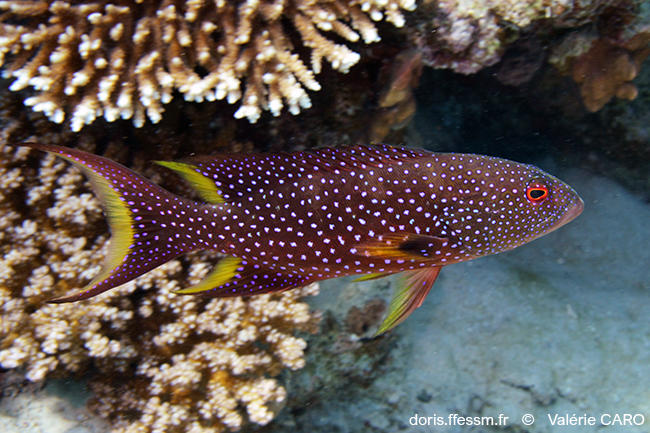 Variola louti | DORIS