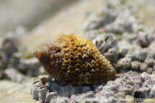 Tritia reticulata | DORIS